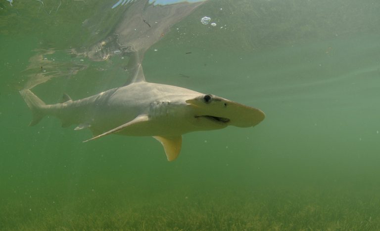 Bonnethead Shark