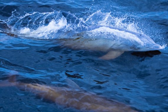The Incredible Way Dolphins Sleep Without Drowning