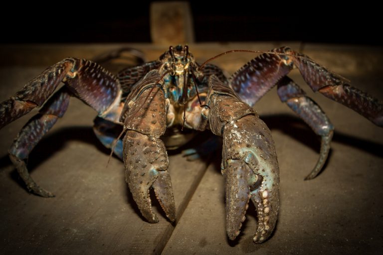 A Guide to the Different Types of Crab - American Oceans