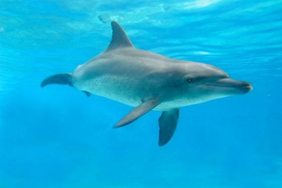 How Fast Can a Dolphin Swim?