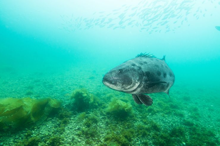 A Guide to the Different Types of Sea Bass - American Oceans
