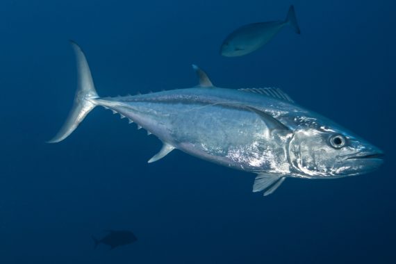 A Guide to the Different Types of Tuna - American Oceans