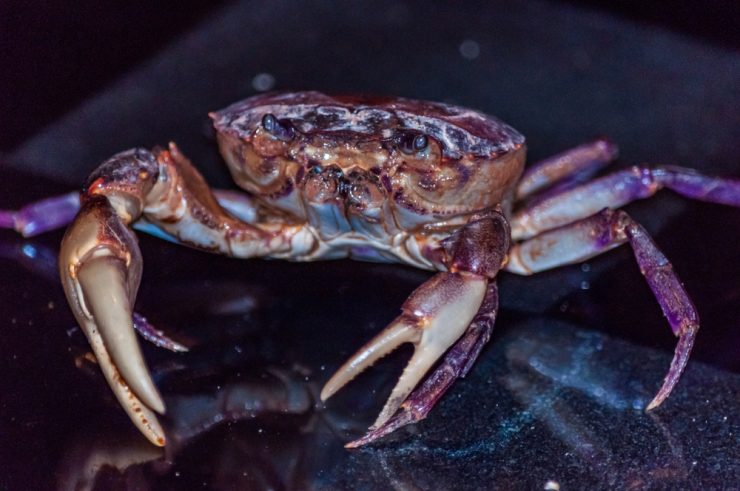 What's the Difference Between Dungeness Crab and Snow Crab?