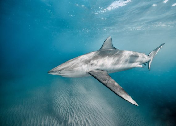 Sharks in India