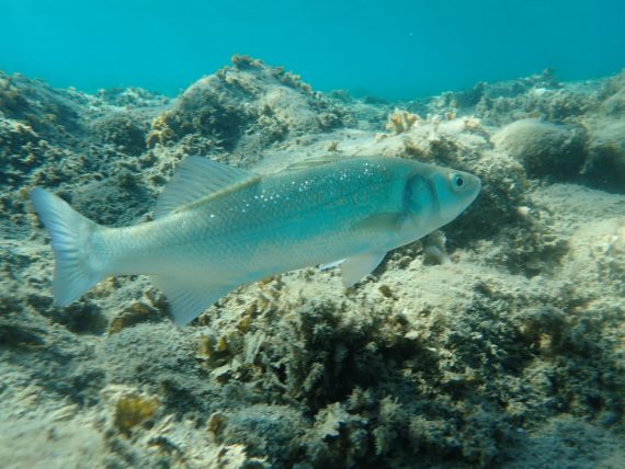European Sea Bass Fact & Information Guide - American Oceans