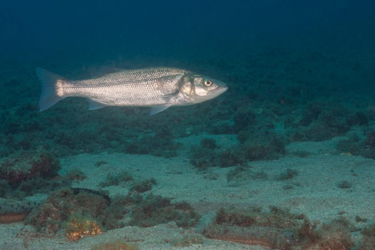 European Sea Bass Fact & Information Guide - American Oceans