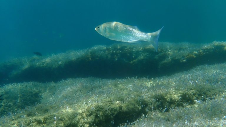 European Sea Bass Fact & Information Guide - American Oceans