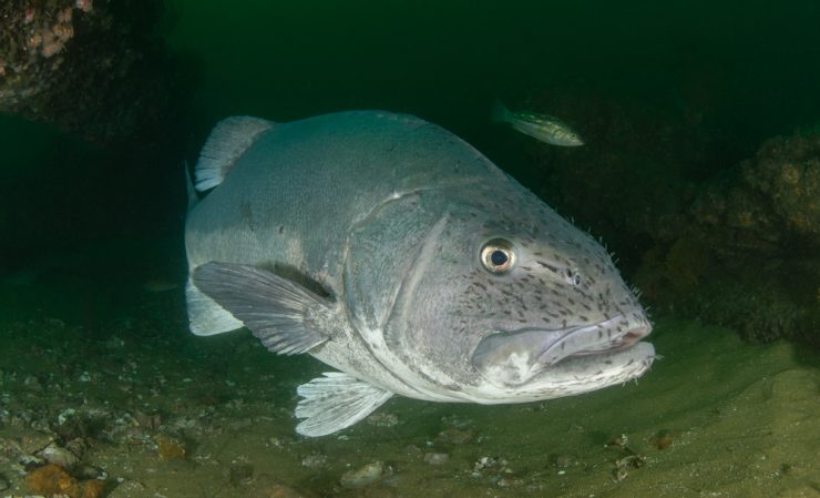 A Guide to the Different Types of Sea Bass - American Oceans
