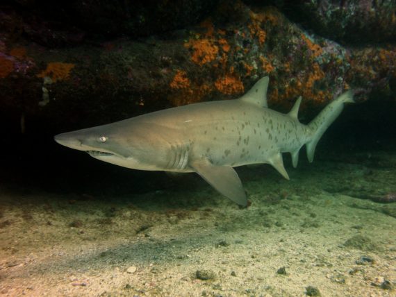Giant Sea Bass Fact & Information Guide - American Oceans