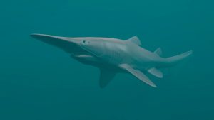 9 Deep Sea Sharks