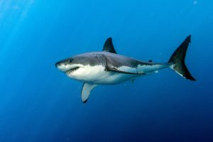 Great White vs Bull Shark: What's the Difference? - American Oceans