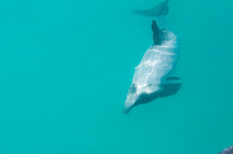 A Guide to the Different Types of Dolphins - American Oceans