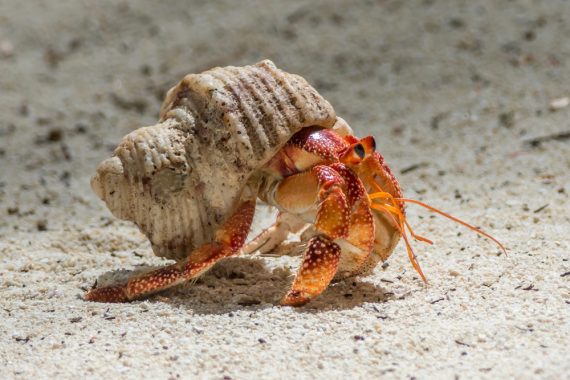 What Hermit Crabs Look Like Without Shells