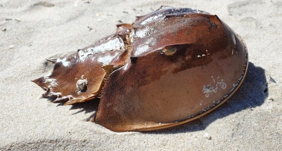 A Guide to the Different Types of Crab - American Oceans