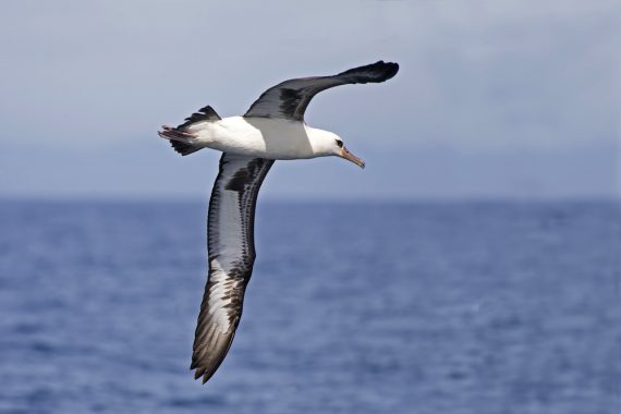 The Unbelievable Size of an Albatross' Wingspan