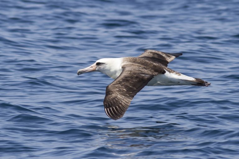 Laysan Albatross Fact & Information Guide - American Oceans