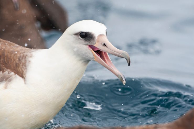 The Unbelievable Size of an Albatross' Wingspan