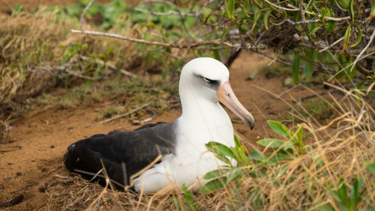 What's the Difference Between an Albatross and a Seagull?