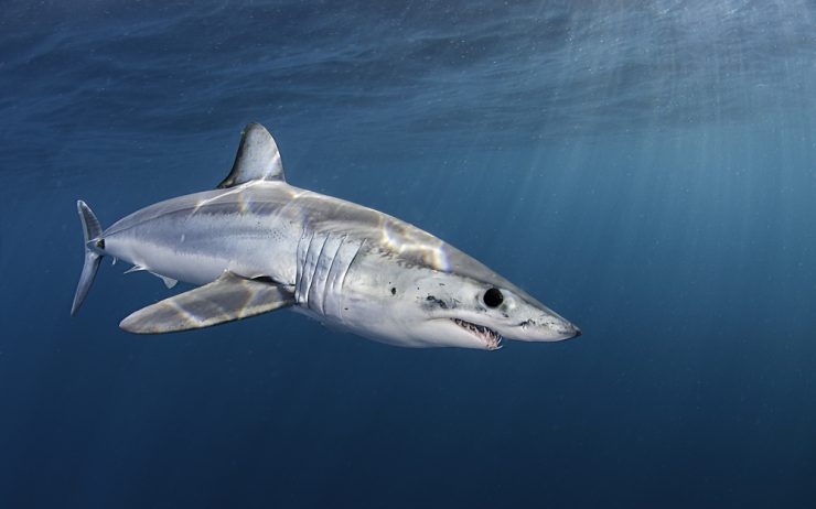 The Different Types of Sharks - American Oceans