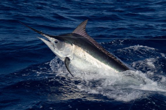 Marlin vs Swordfish - American Oceans
