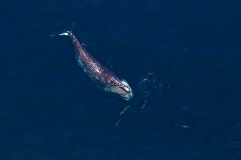 How Deep is the Atlantic Ocean?