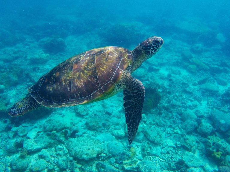 Olive Ridley Turtle Fact & Information Guide - American Oceans