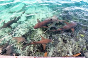 A Ranking of the 10 Biggest Sharks - American Oceans