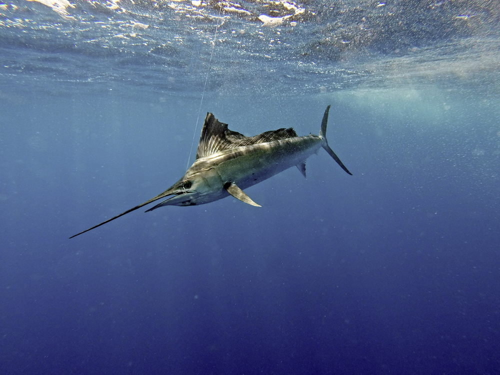 Sailfish Fact Information Guide American Oceans Sailfish Fact Information Guide American Oceans