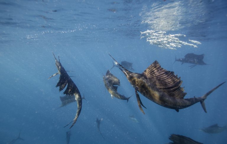 Sailfish Fact & Information Guide - American Oceans