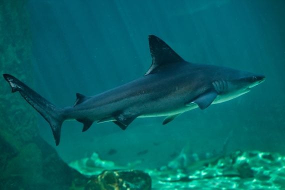 Are There Sharks in Hawaii?