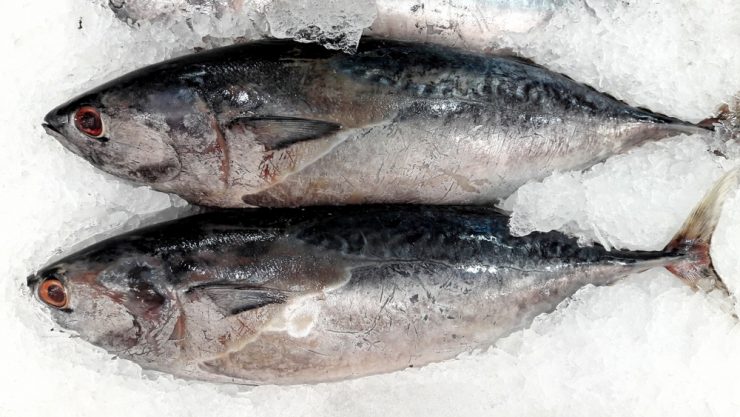 A Guide to the Different Types of Tuna - American Oceans