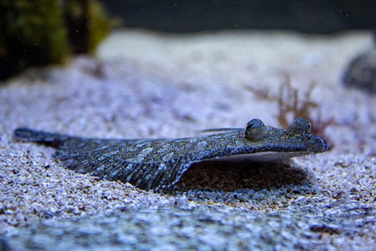Southern Flounder Facts & Information Guide - American Oceans
