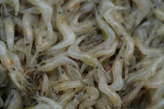 Southern Flounder Facts & Information Guide - American Oceans