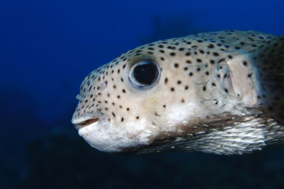 Spotted Porcupinefish Fact & Information Guide - American Oceans