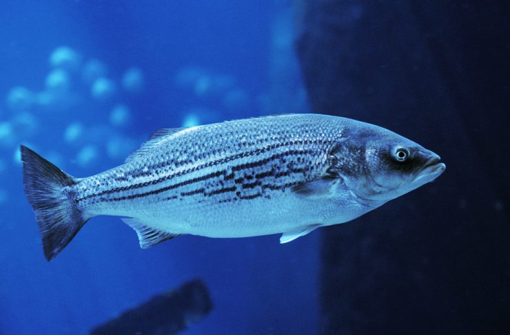 A Guide to the Different Types of Sea Bass - American Oceans