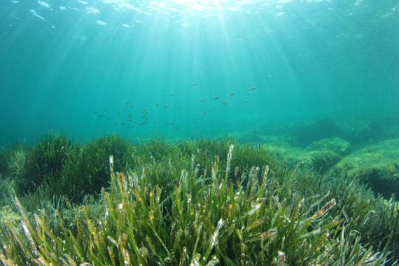 What Is Halocline?