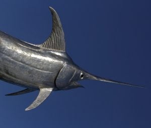 Swordfish Facts & Information Guide - American Oceans