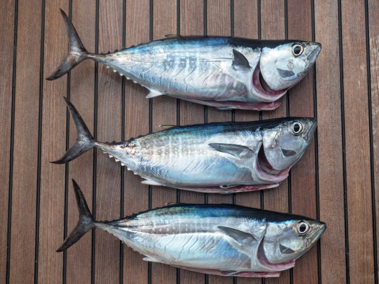 A Guide to the Different Types of Tuna - American Oceans
