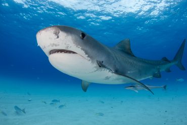 Sharks in Barbados