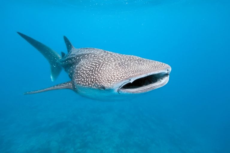 Top 10 Biggest Sea Creatures