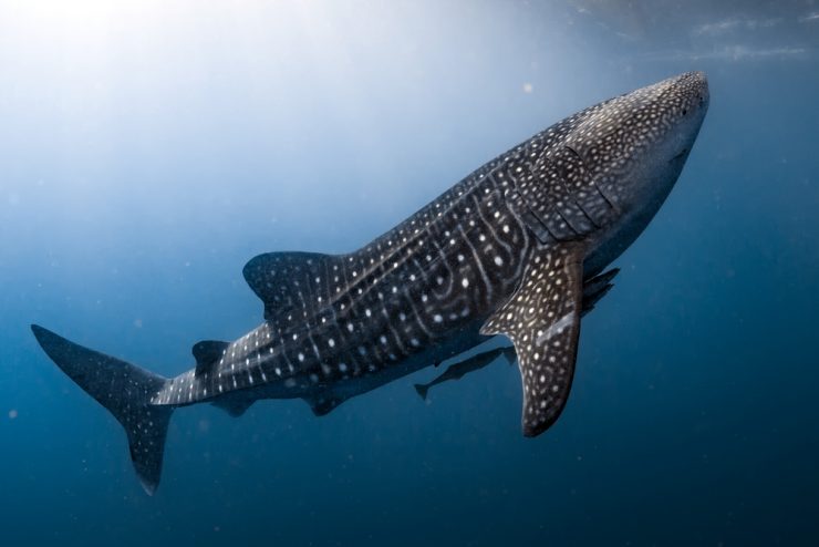 How Many Sharks Are in the Ocean?