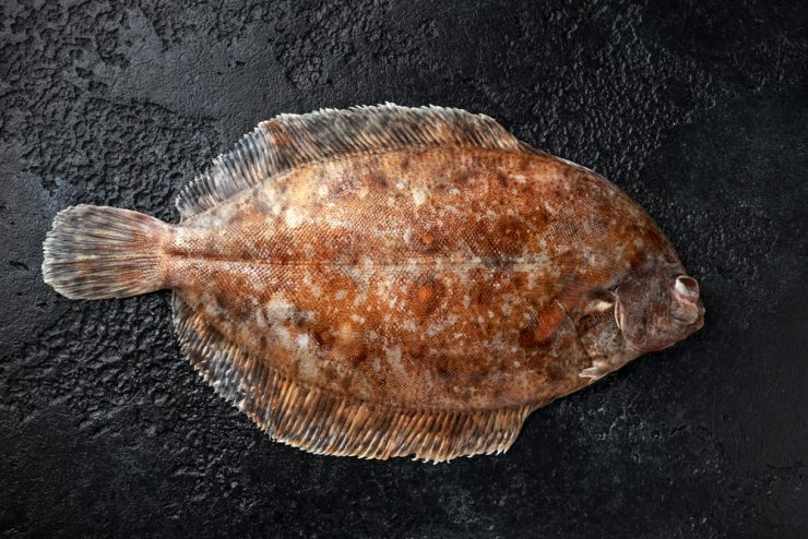Winter Flounder Facts & Information Guide - American Oceans
