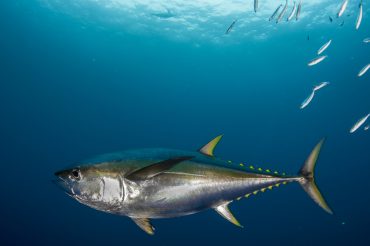 What's the Difference Between Yellowtail and Yellowfin?