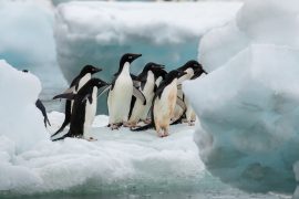 A Guide to the Different Types of Penguins - American Oceans