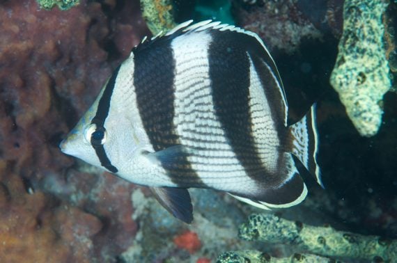 Banded Butterflyfish Facts & Information Guide - American Oceans