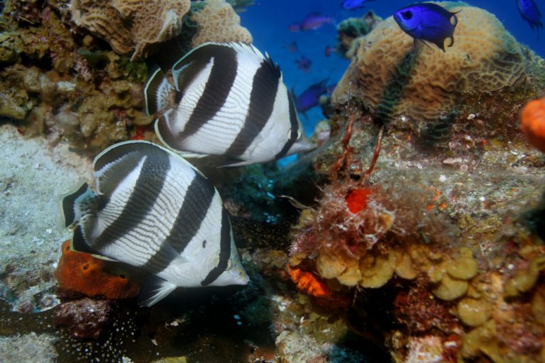 Banded Butterflyfish Facts & Information Guide - American Oceans