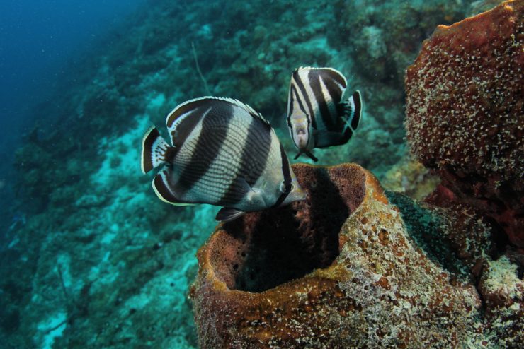 Banded Butterflyfish Facts & Information Guide - American Oceans