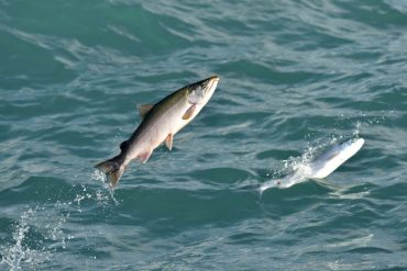 What's the Difference Between Cod and Salmon?