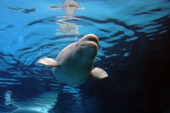 Beluga Whale - Facts, Diet & Habitat Information