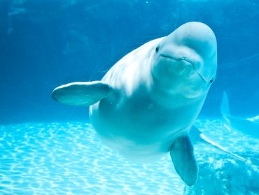 Beluga Whale - Facts, Diet & Habitat Information